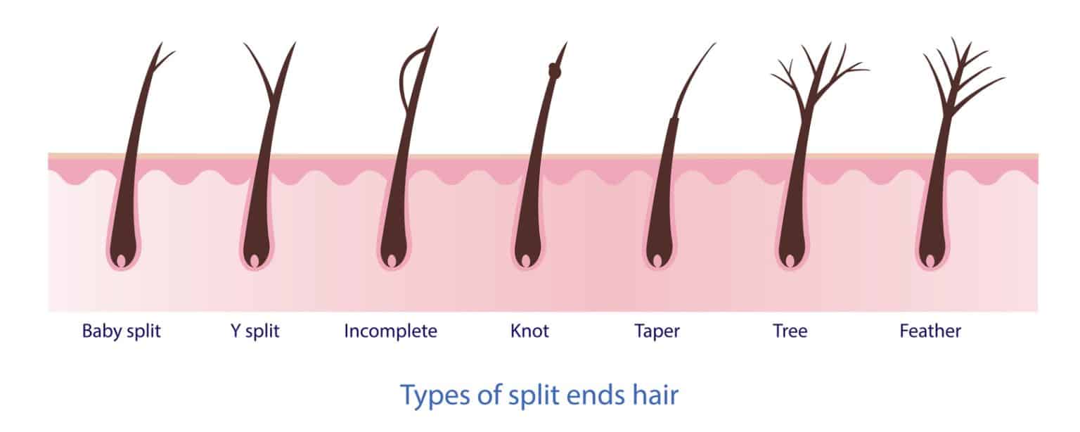 Split Ends: Everything You Need to Know - thehairpoint.com
